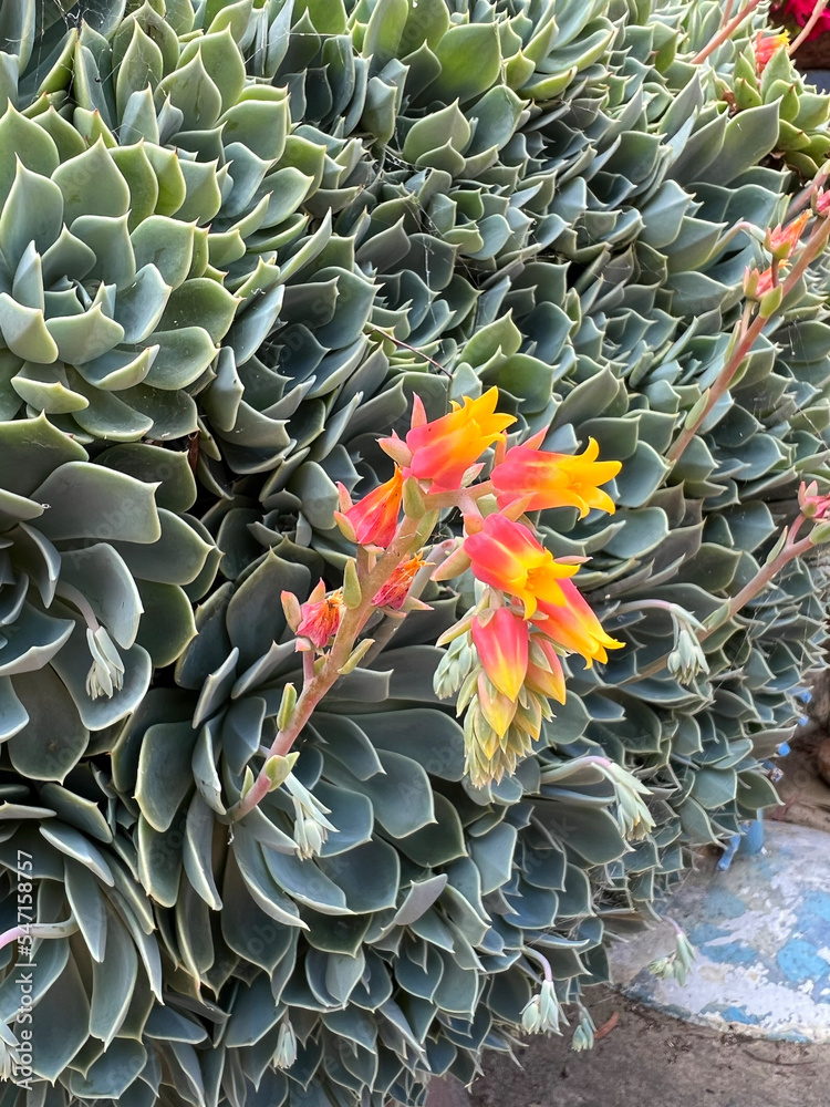 Echeveria elegans, the Mexican snow ball, Mexican gem or white Mexican ...