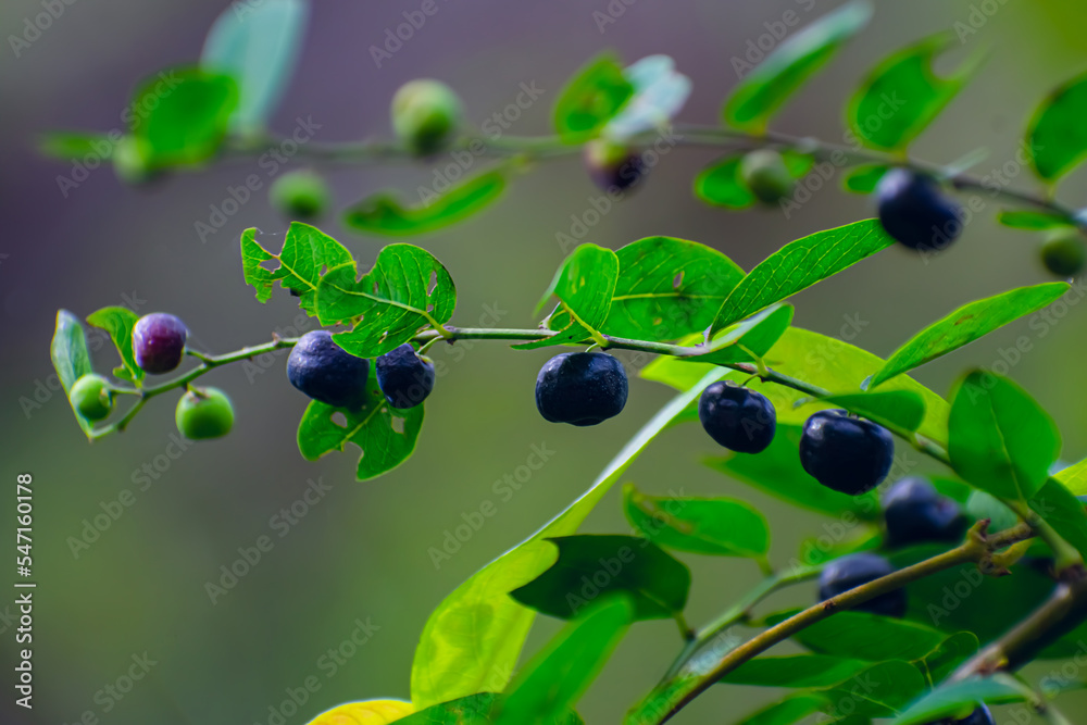 Phyllanthus reticulatus is a plant species described Jean Louis Marie ...