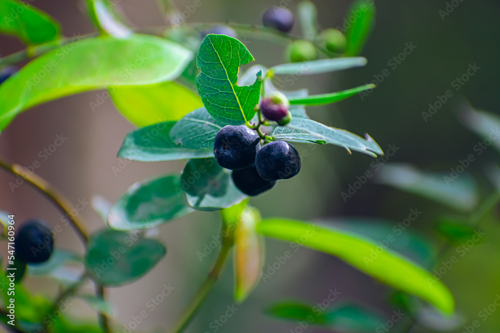 Phyllanthus reticulatus is a plant species described Jean Louis Marie ...