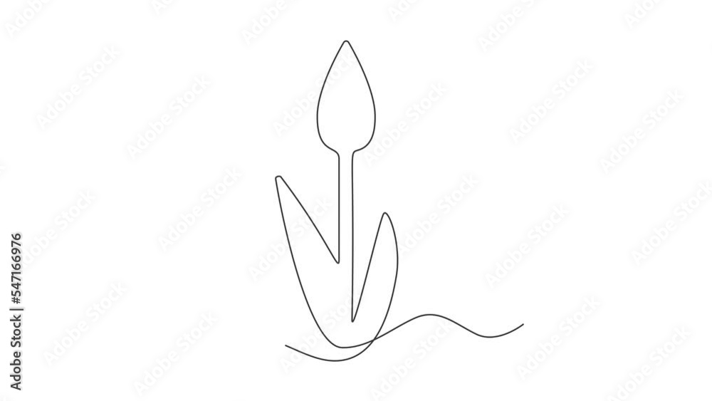 Continuous Thin Line Flower Drawing Animation, Minimalist Botanical ...