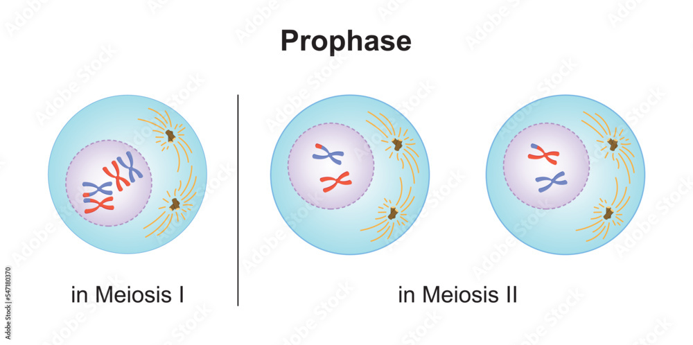 Scientific Designing of Prophase in Meiosis. Colorful Symbols. Vector ...