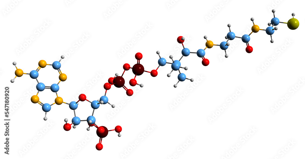3D image of Coenzyme A skeletal formula - molecular chemical structure ...