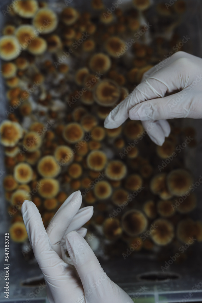 Microgrowing of Psilocybe Cubensis mushrooms. Mycelium of psilocybin ...