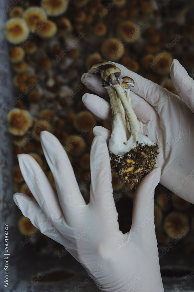 Microgrowing of Psilocybe Cubensis mushrooms. Mycelium of psilocybin ...