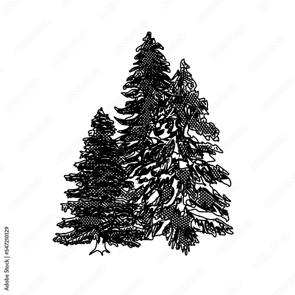 black and white drawing sketch of pine tree with transparent background ...