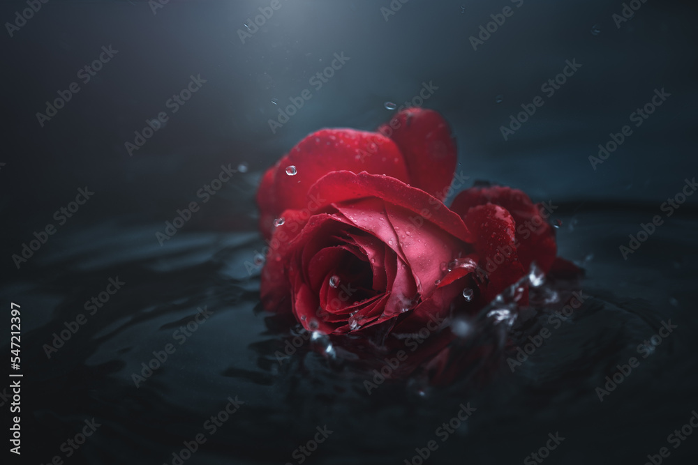 Red Rose With Water Drops Wallpaper