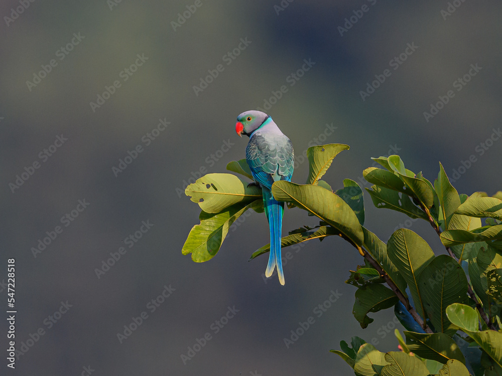 Blue wing parakeet in his natural habitat. in India it is locally ...