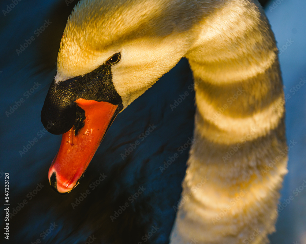 cisne retrato atardecer Stock Photo | Adobe Stock