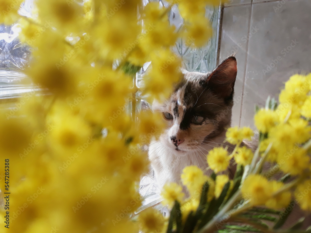 Gato entre las flores, acacia dealbata en primavera Stock Photo | Adobe ...