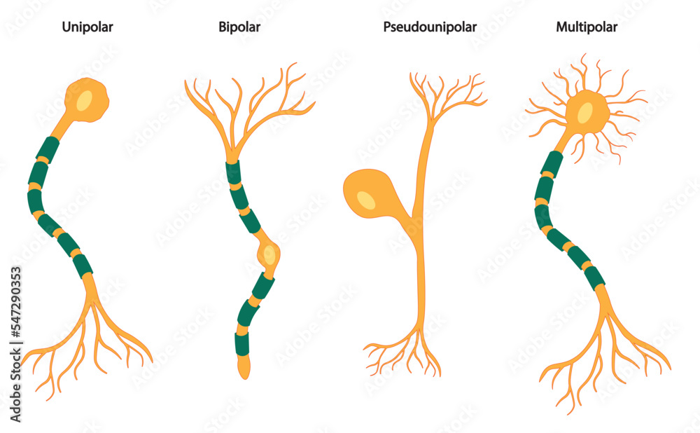 Types of Neurons illustration. 4 types of neuron. Stock Vector | Adobe ...