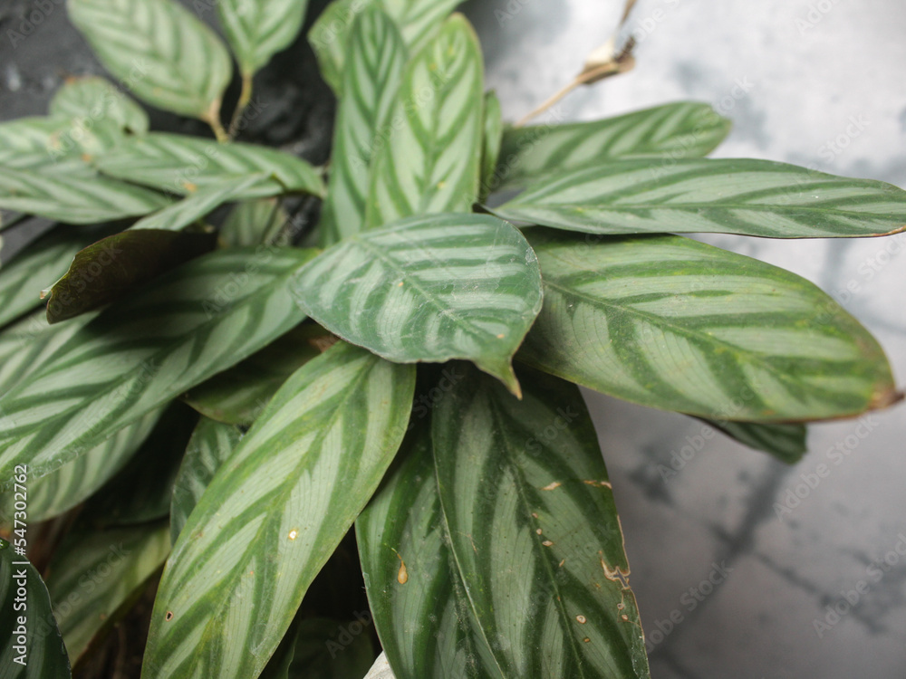 Ctenanthe oppenheimiana, the giant bamburanta or never never plant, is ...