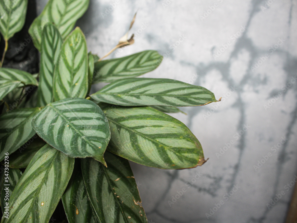 Foto de Ctenanthe oppenheimiana, the giant bamburanta or never never ...