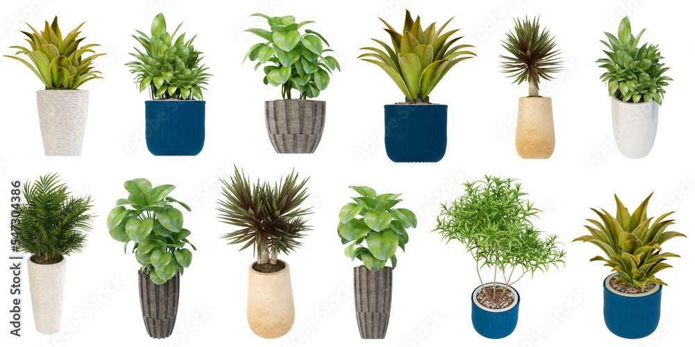 Plant in pot isolated Stock Photo | Adobe Stock