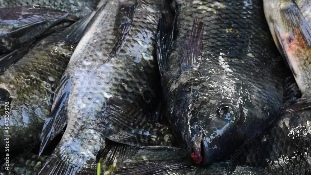 Live caught tilapia fish. Fresh tilapia fishing in India. fresh street ...