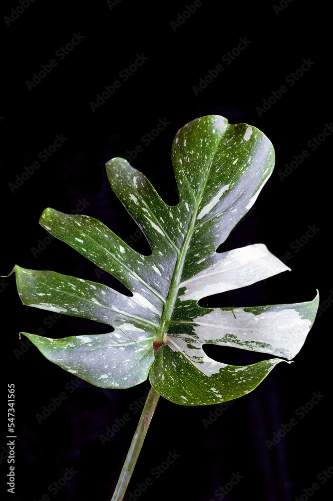 Monstera Thai Constellation, a rare variegated tropical foliage plant ...