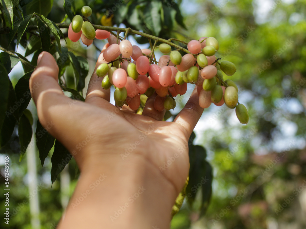 Foto de Clausena lansium, also known as wampee or wampi, from the ...