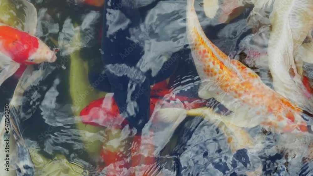 A variety and fancy carp fish with red yellow orange black gold and ...