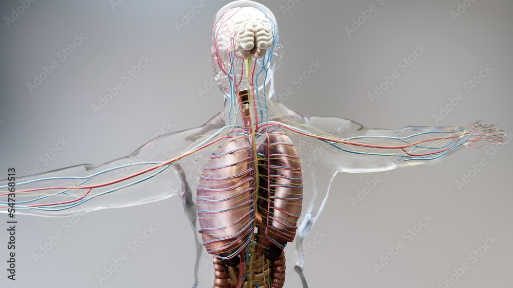 Human anatomy, organs, bones. Creative color palettes and designer ...