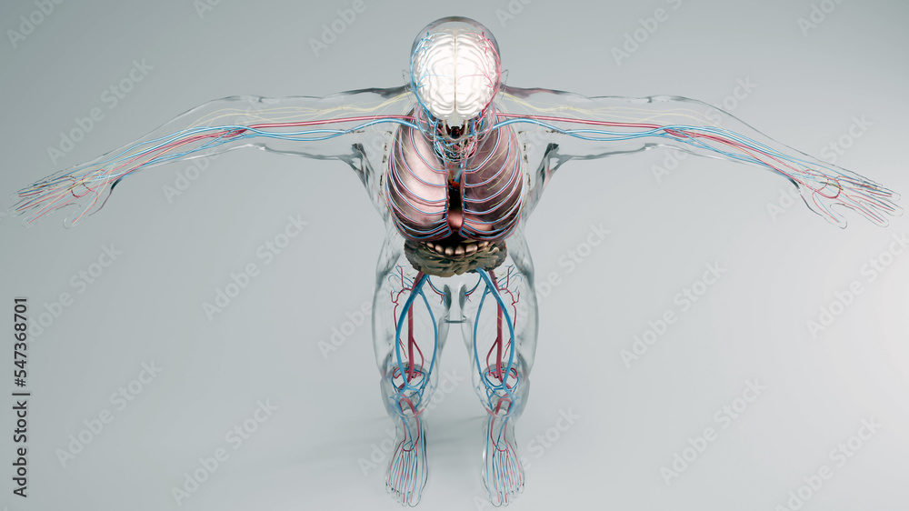 Human anatomy, organs, bones. Creative color palettes and designer ...