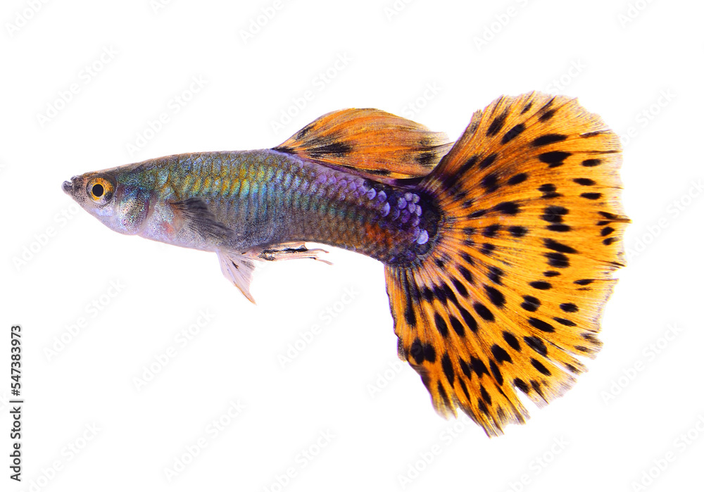 guppy fish isolated on transparent png Stock Photo | Adobe Stock