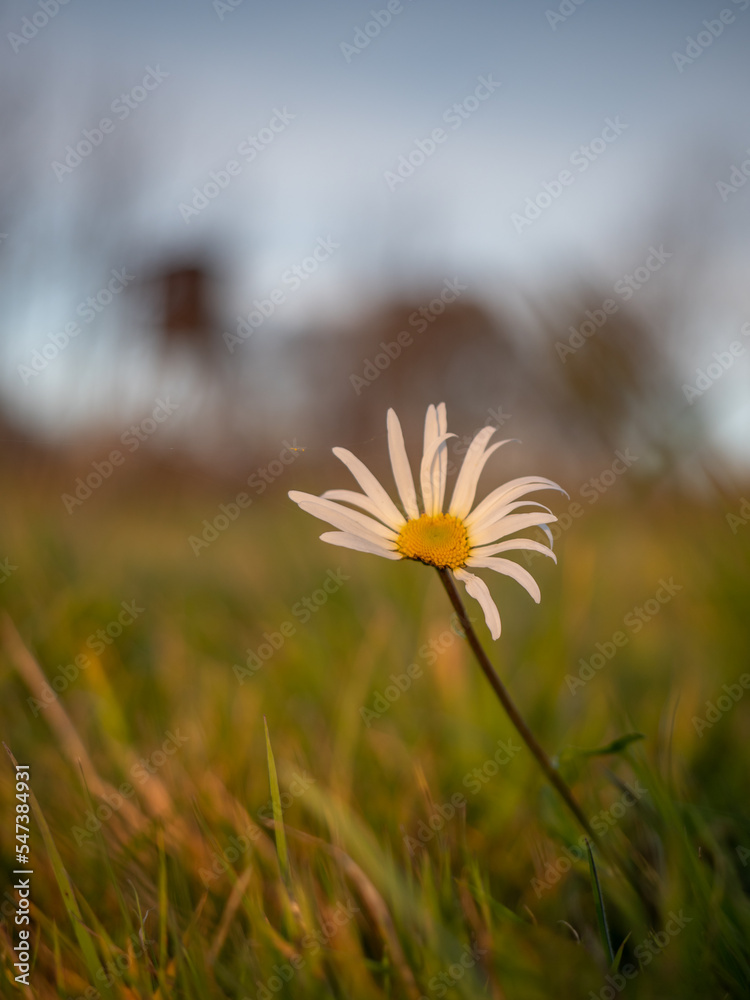 Daisy blossom, spider web and sunset sun flares. Amazing white wild ...
