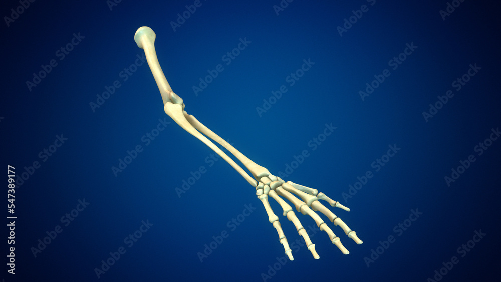 Human arms anatomy medical background Stock Illustration | Adobe Stock
