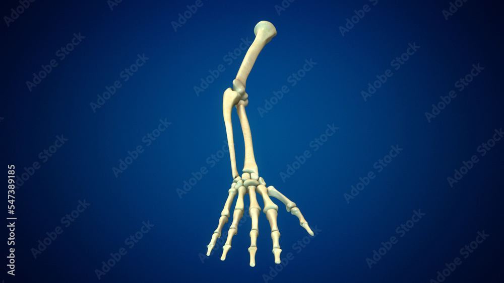 Human arms anatomy medical background Stock Illustration | Adobe Stock