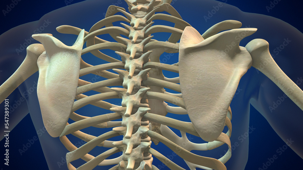 Skeletal human spine and vertebral column or intervertebral discs Stock ...