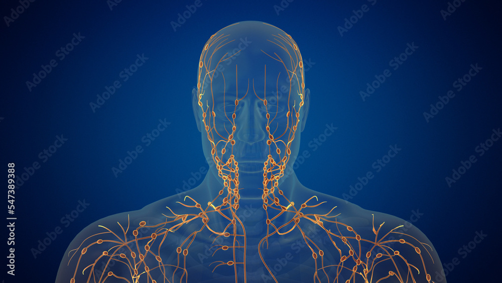 Human lymphatic system 3D illustration Stock Illustration | Adobe Stock