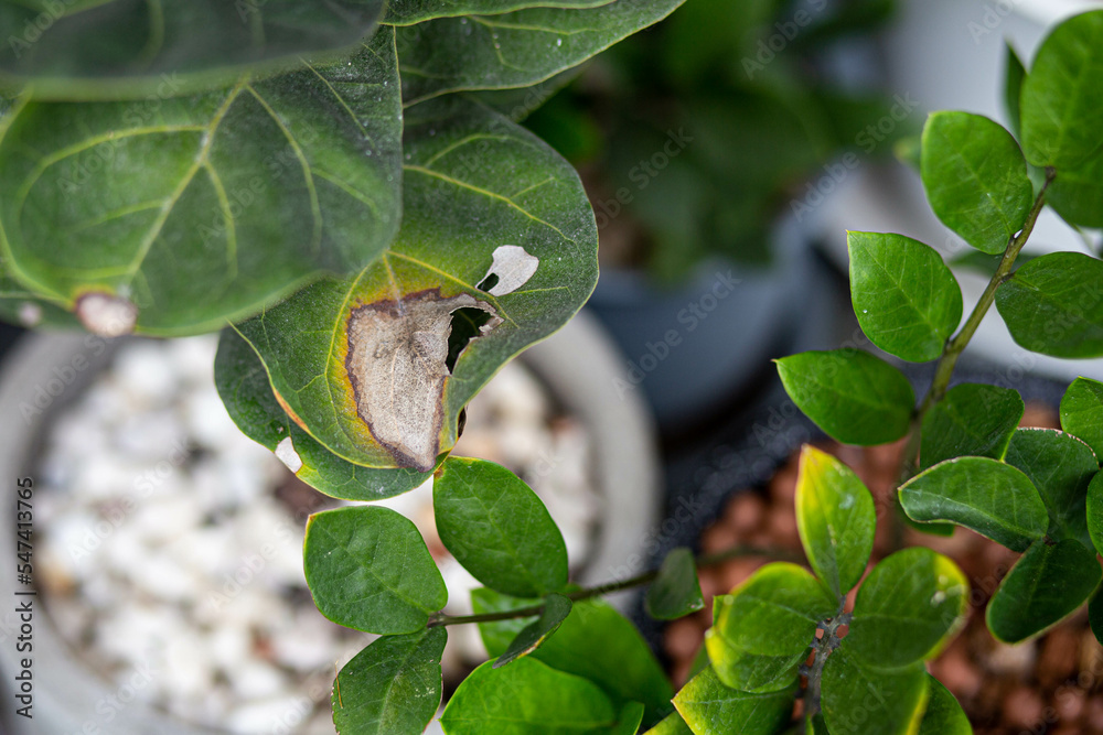 Plant diseases, leaf blight, leaf rust, neglected ornamental plants ...