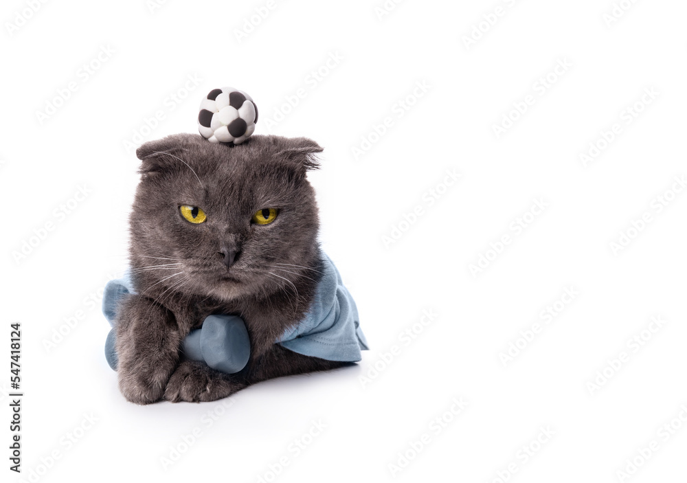 Sports cat. Cat with sports equipment isolated on white background. Me ...