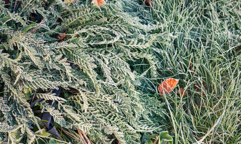 Thickets of yarrow and meadow fescue covered with morning frost at dawn ...