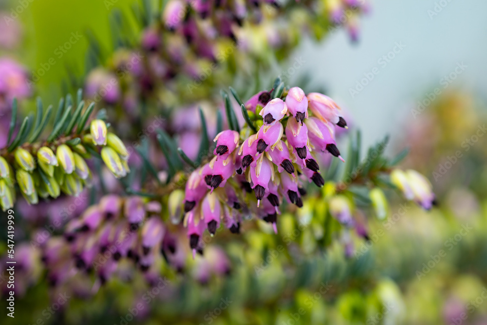 Erica × darleyensis. Close up on Erica flowers. is a plant hybrid ...