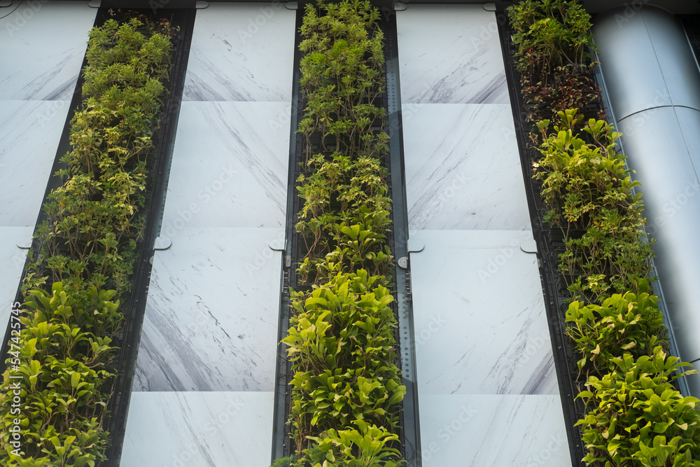 Green facade, vertical garden in architecture. Ecological building ...