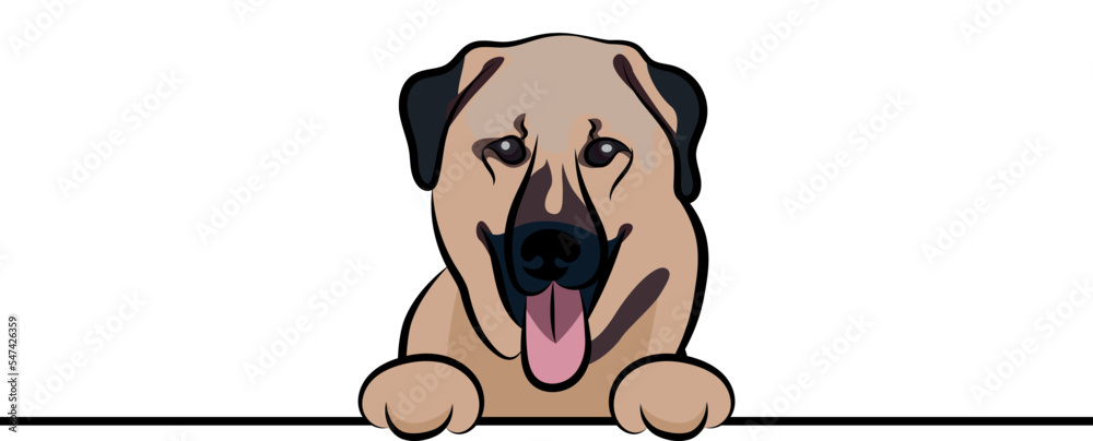 Funny Kangal Turkish dog with paws over a white wall, in a pocket ...