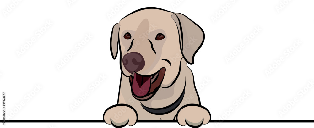 Funny Labrador Retriever dog with paws over a white wall, in a pocket ...