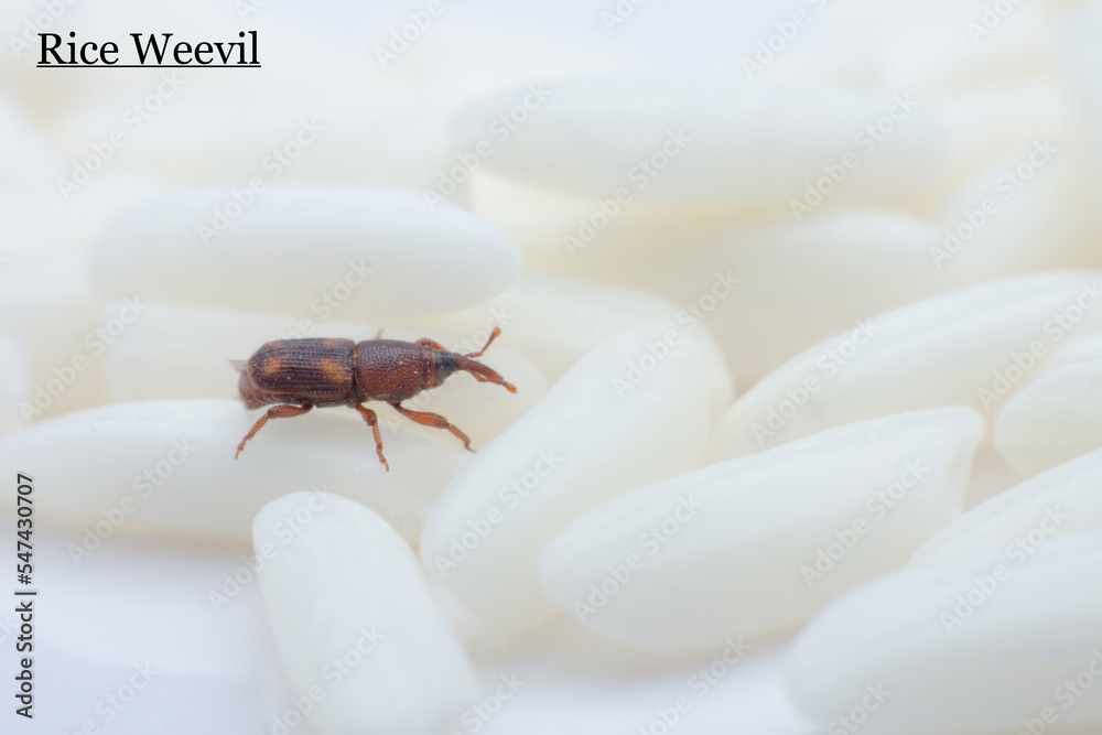 Rice weevil crawls on rice grains. The rice weevil is a stored product ...