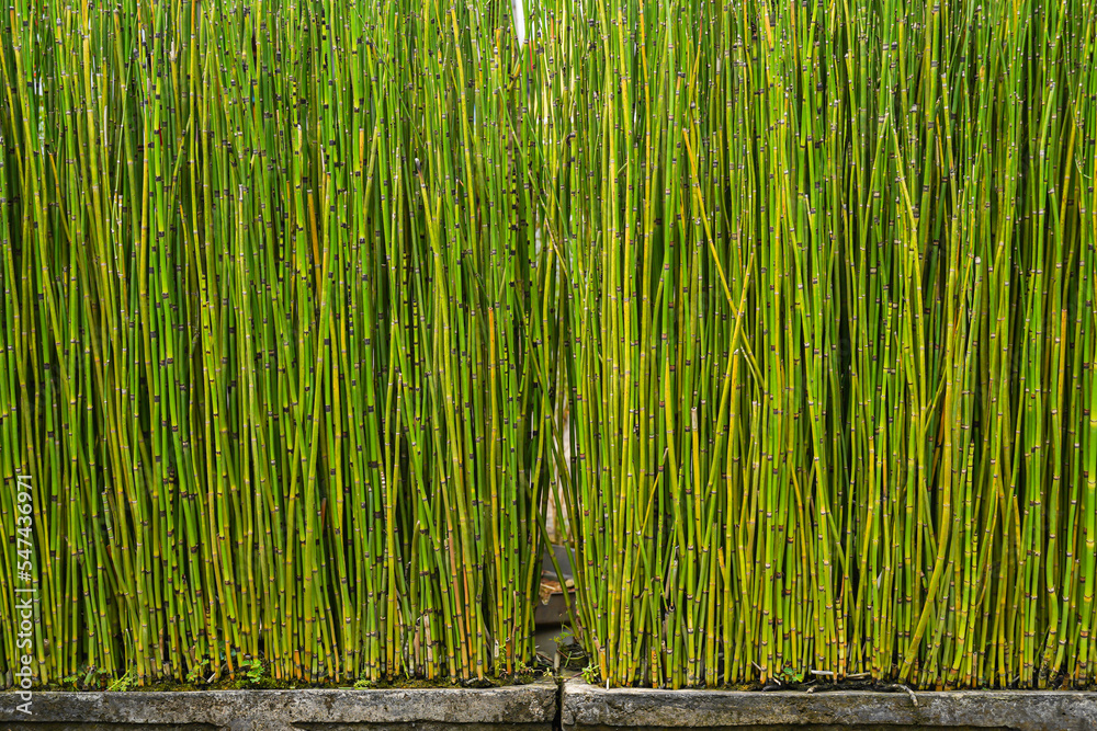 Bamboo grass stalk plants stems growing in dense forest like grove as a ...