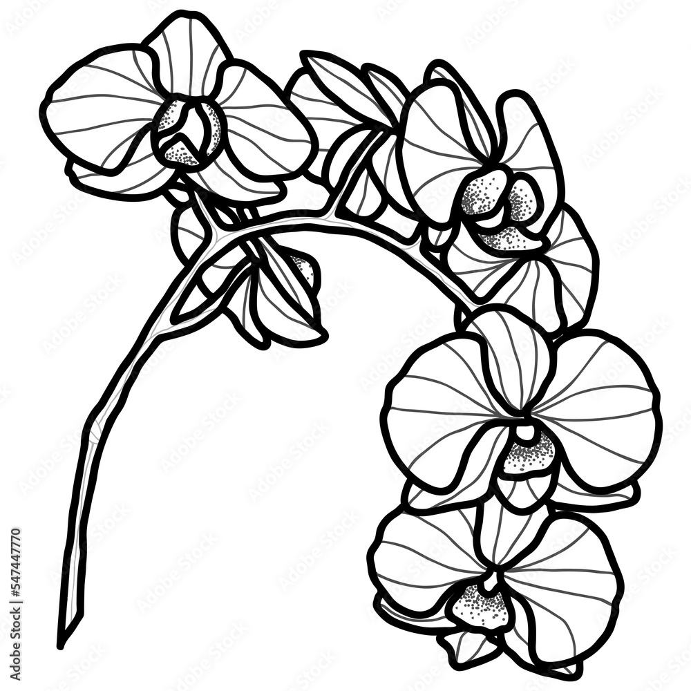 Cute hand drawn isolated black outline orchid (branch) on transparent ...