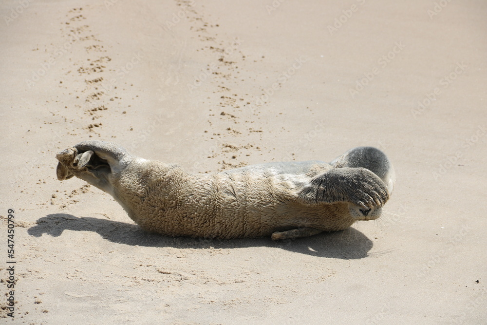 Kleine Junge Seerobbe posiert am Strand und versteckt sich hinter einer ...