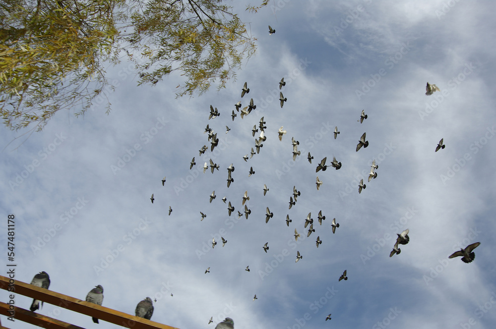 A flock of doves flying against a blue sky and white clouds. Autumn ...