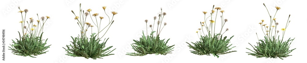 Set of grass bushes isolated. Autumn Hawkbit. Scorzoneroides autumnalis ...