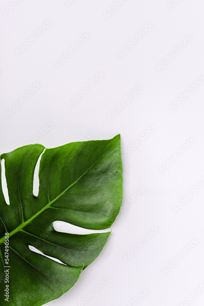 Real tropical leaves set pattern backgrounds on white.flat lay design ...