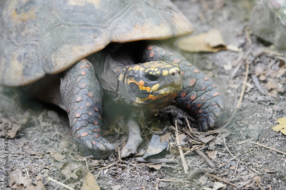 Tortoise (Chelonoidis denticulata) is one of two species of tortoise or ...