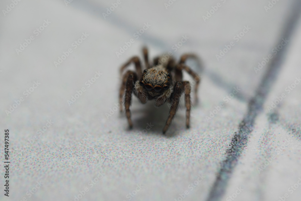 Artistic close ups of a jumping spider or Salticidae, a common spider ...