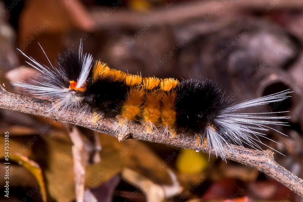 Lagarta tigre-manchado (Lophocampa maculata) | Spotted Tussock Moth ...