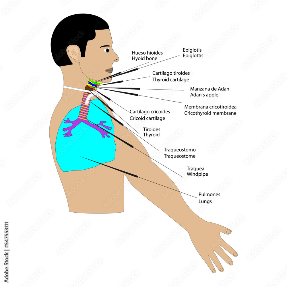 Anatomía humana Anatomía topografía de un paciente con traquestomo y ...