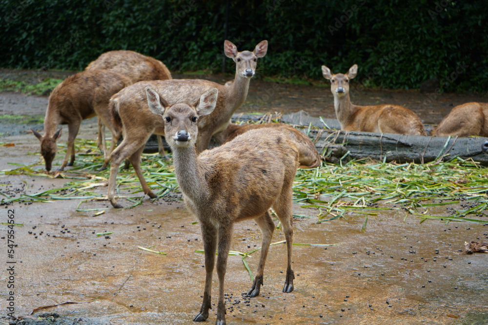 Muntjacs also known as barking deer or rib-faced deer that are in a zoo ...