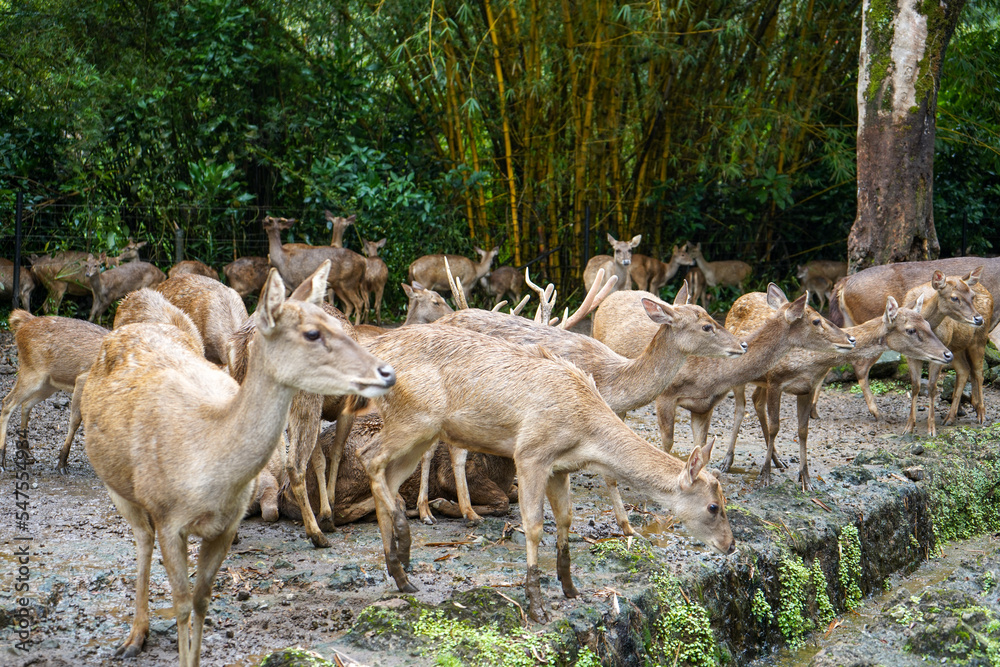Muntjacs also known as barking deer or rib-faced deer that are in a zoo ...
