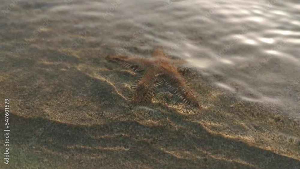 Starfish alive on the brown beach with sunlight and wave of sea water ...